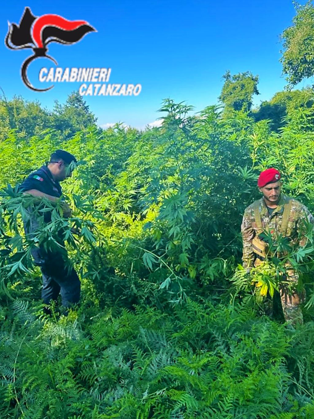 Lamezia, scoperta vasta piantagione di marijuana con 1.200 piante: indagini - il Lametino.it
