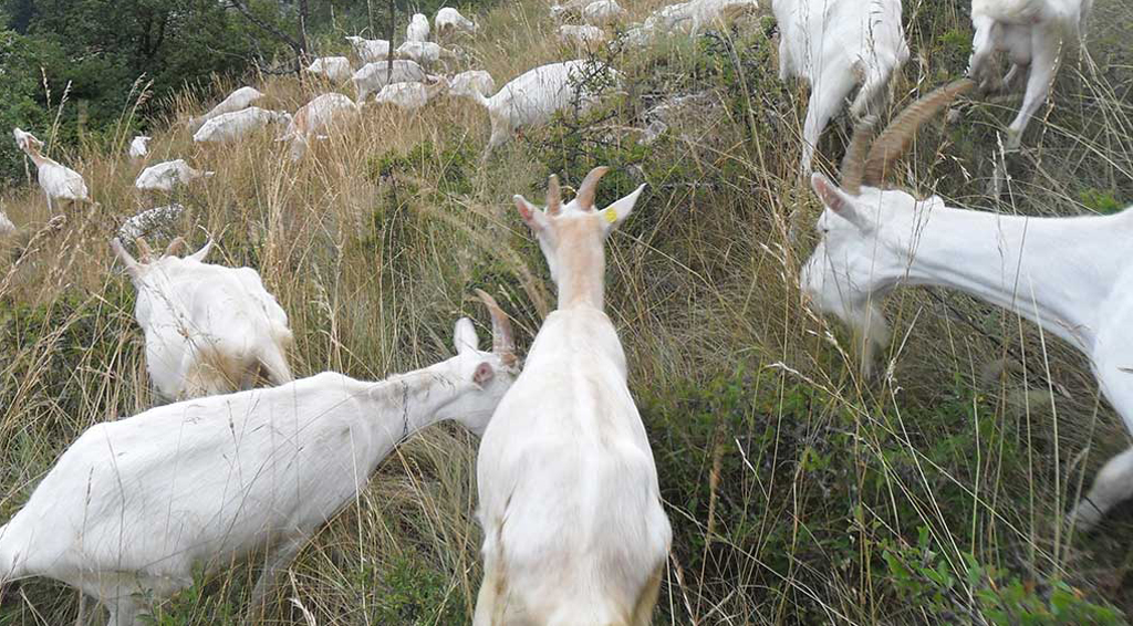 Capre al pascolo danneggiano cimitero Bova Marina, denunciato ...