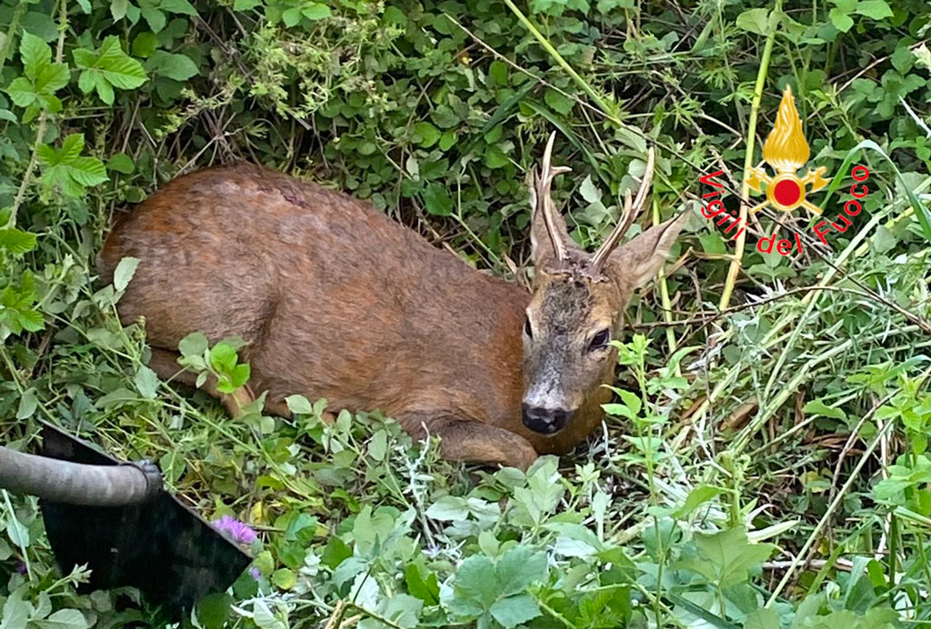 Capriolo investito da auto cade in scarpata a Bisignano, salvato da ...