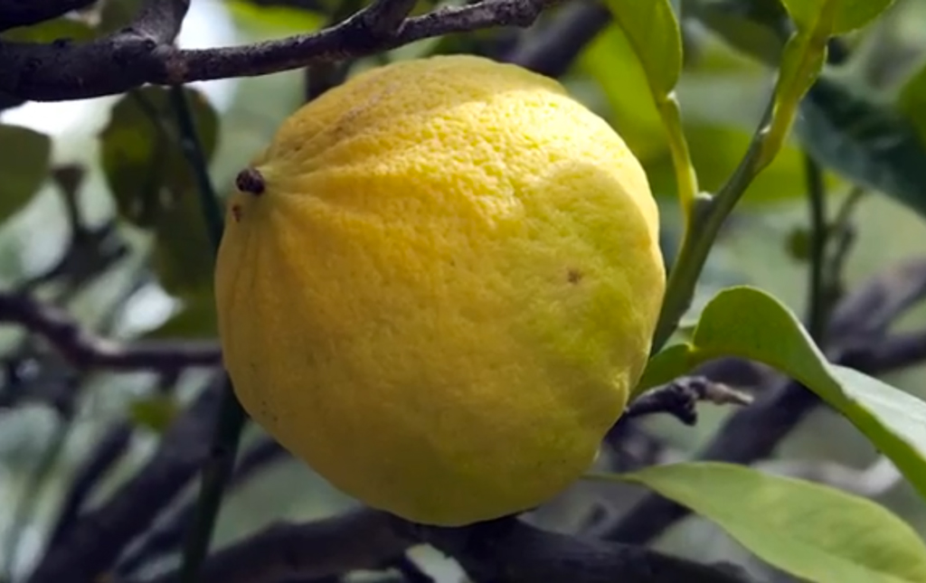 'Inno al bergamotto' dell’artista Laganà per far conoscere la Calabria ...