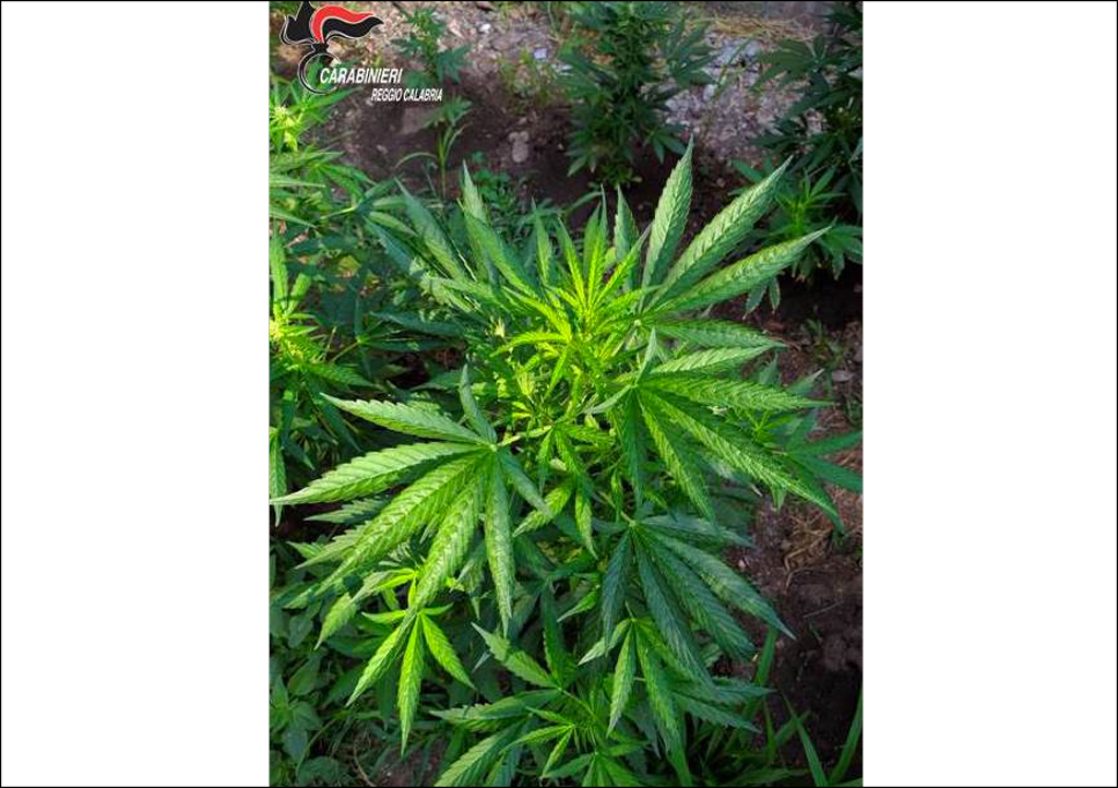 Scoperte 700 piante di canapa indiana a Gioiosa Ionica, distrutte sul ...