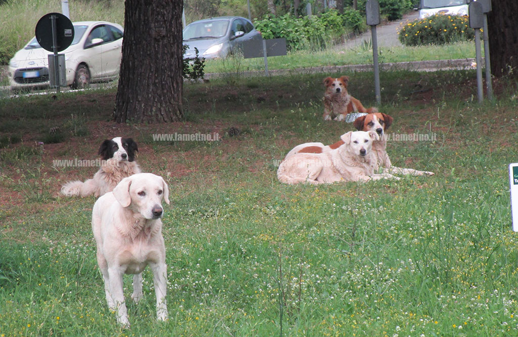 “Abbiamo qualcosa da dire”: 37 Associazioni raccontano il Randagismo in ...